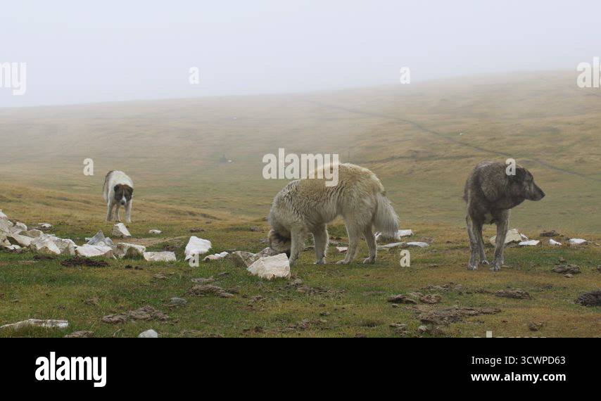 The sheep dogs Stock Videos & Footage - HD and 4K Video Clips - Alamy