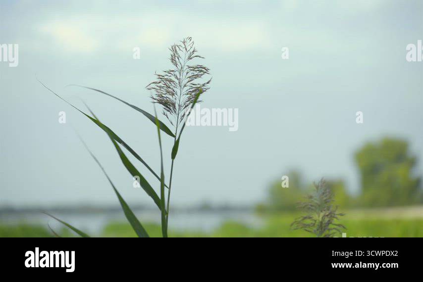 Typha Latifolia Flower Stock Video Footage - Alamy