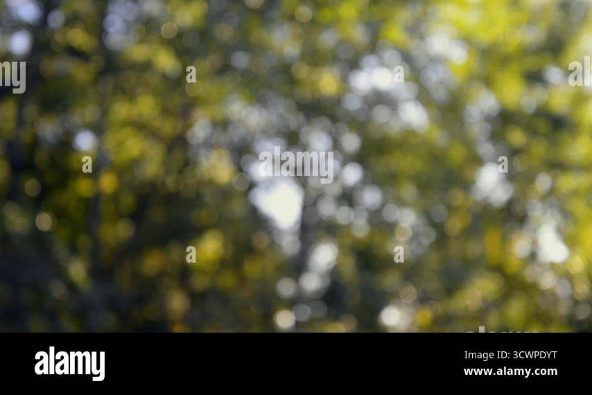 Bokeh Effect in the Forest Stock Video Footage - Alamy
