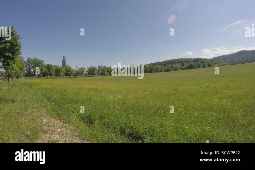 Summer field of grass in front of forest Stock Video Footage - Alamy