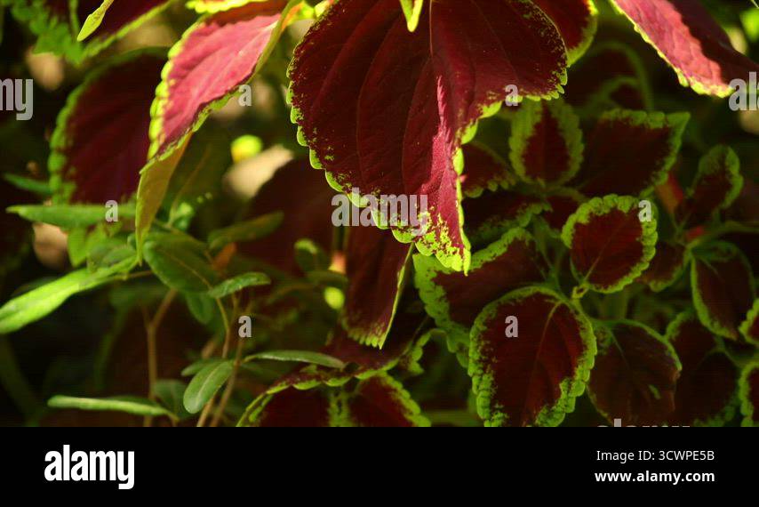 Red Coleus Plant Leaves Sunlit Footage Stock Video Footage - Alamy