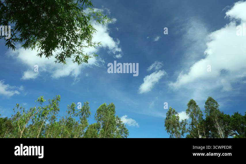 Tropical blue sky time lapse Stock Videos & Footage - HD and 4K Video ...