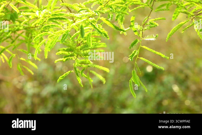 Tamarind tree foliage tropical evergreen Stock Videos & Footage - HD ...