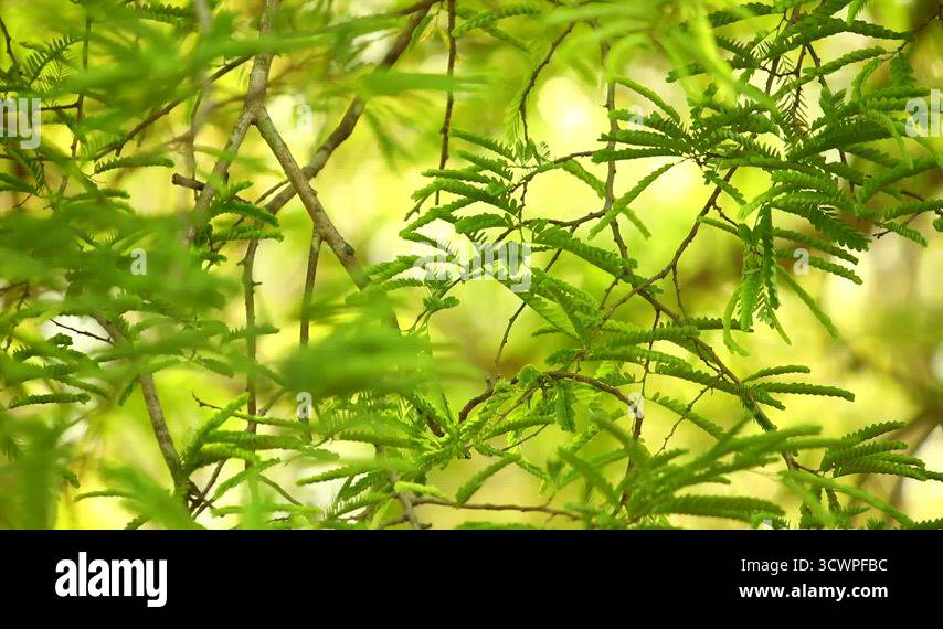 Fresh tamarind tree green Stock Videos & Footage - HD and 4K Video ...