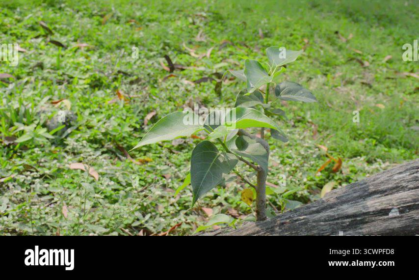 A tree plant growing without soil from Banyan tree trunk roots. Green ...