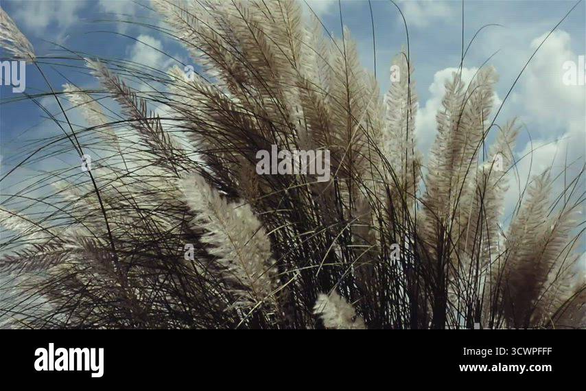 Beautiful white Kans (kash) grass flower plant (Saccharum spontaneum ...