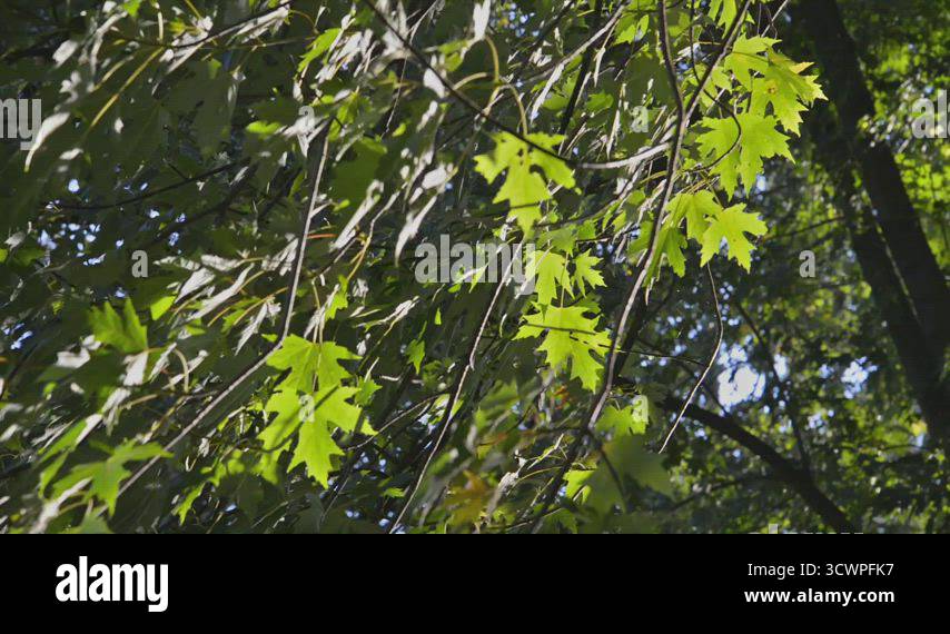 A warm sun illuminates the maple leaves through the tree branches in ...