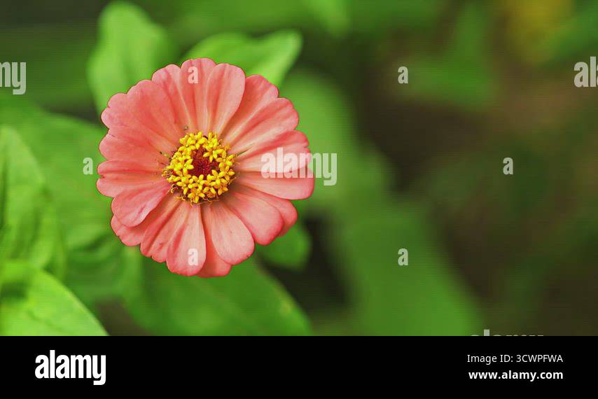 One Single Pink Zinnia Flower Footage Bokeh Backdrop Stock Video ...