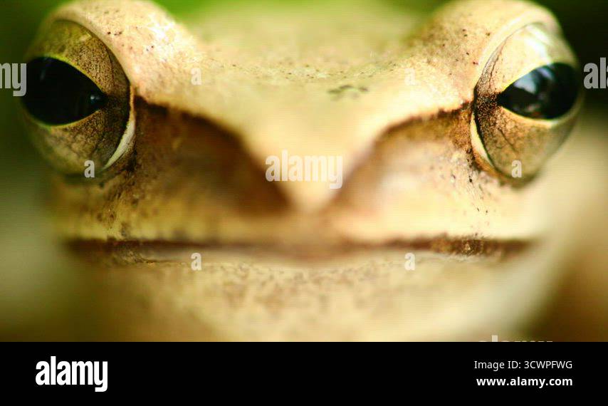 Golden Tree Frog Macro Head And Eyes Portrait Close Up Stock Video Footage - Alamy