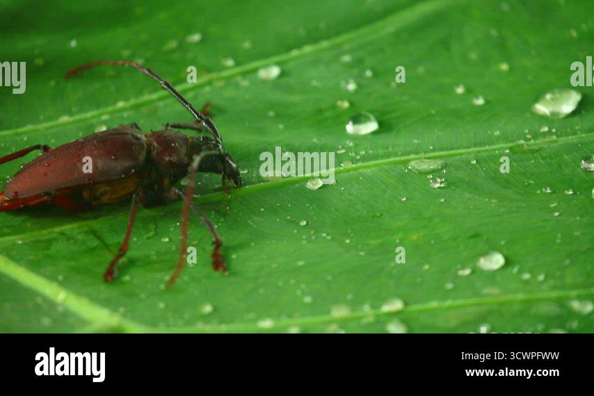 Giant Longhorn Beetle Insect Palo Verde Beetle Stock Video Footage - Alamy