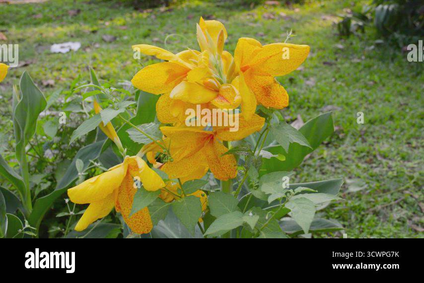 Yellow colour Calla lily, a species of herbaceous Daisy, perennial ...