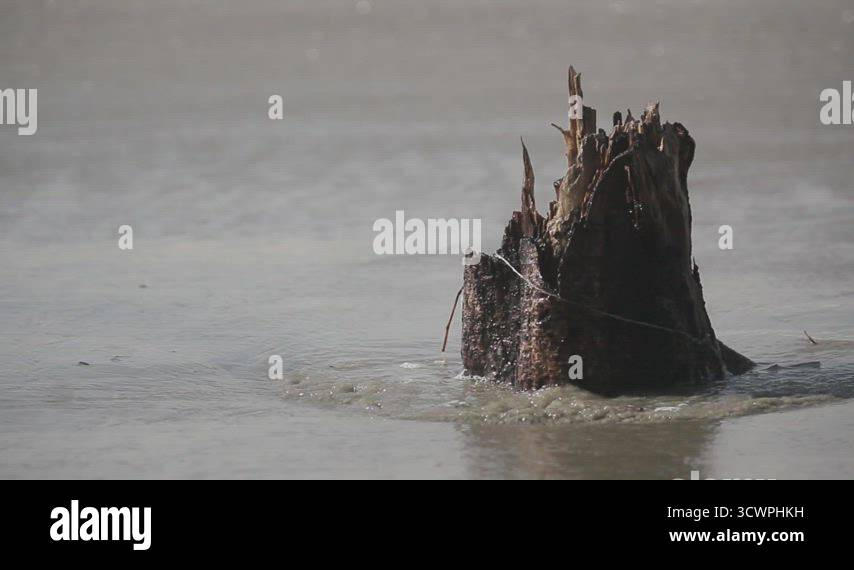 Wet tree trunk and crushing Ocean waves of a tropical beach island. Sea ...