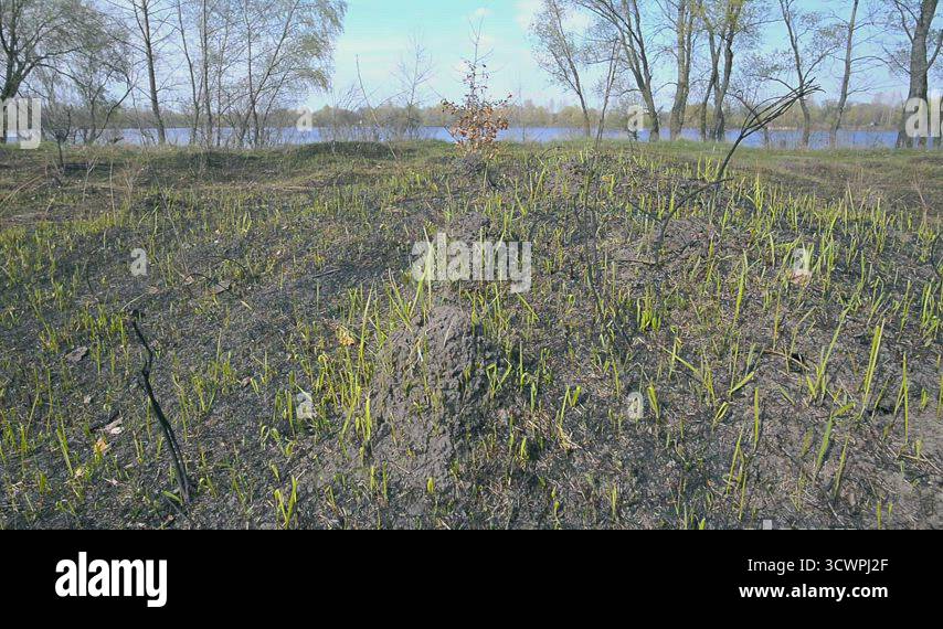 Burnt land close river Stock Videos & Footage - HD and 4K Video Clips ...