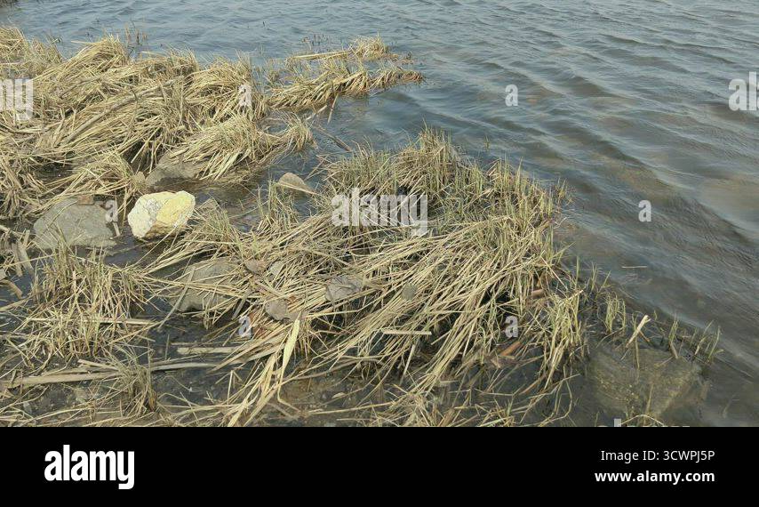 Typha latifolia reeds in the Dnieper river Stock Video Footage - Alamy