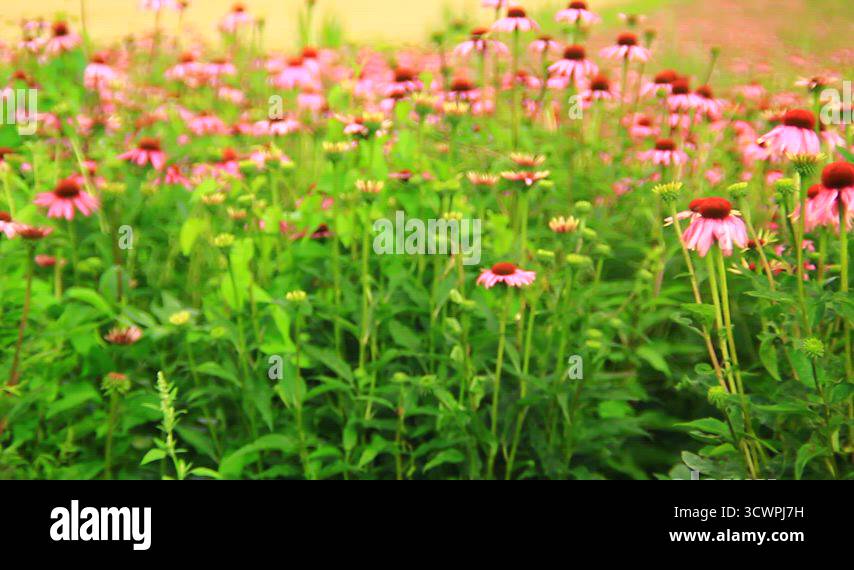 Echinacea Purpurea on the spring field Stock Video Footage - Alamy
