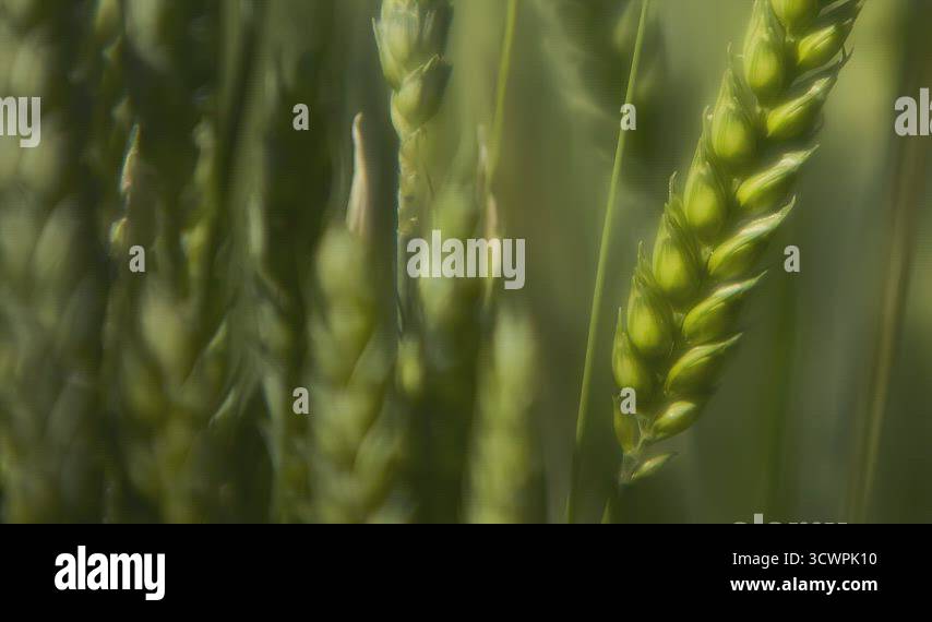 Ears of barley Stock Video Footage - Alamy