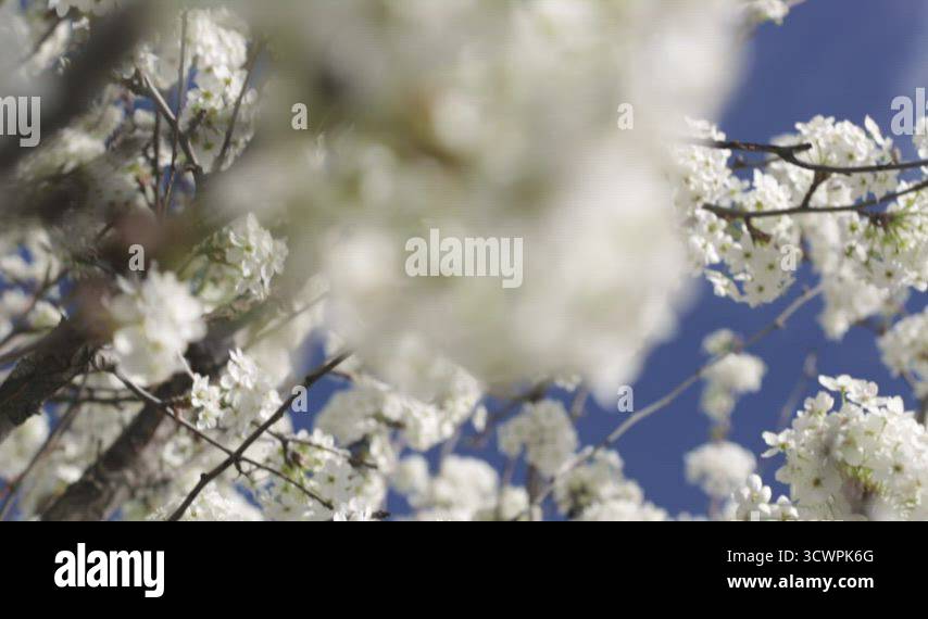 Early Spring White Cherry Tree Blossoms Blowing in the Breeze Stock ...