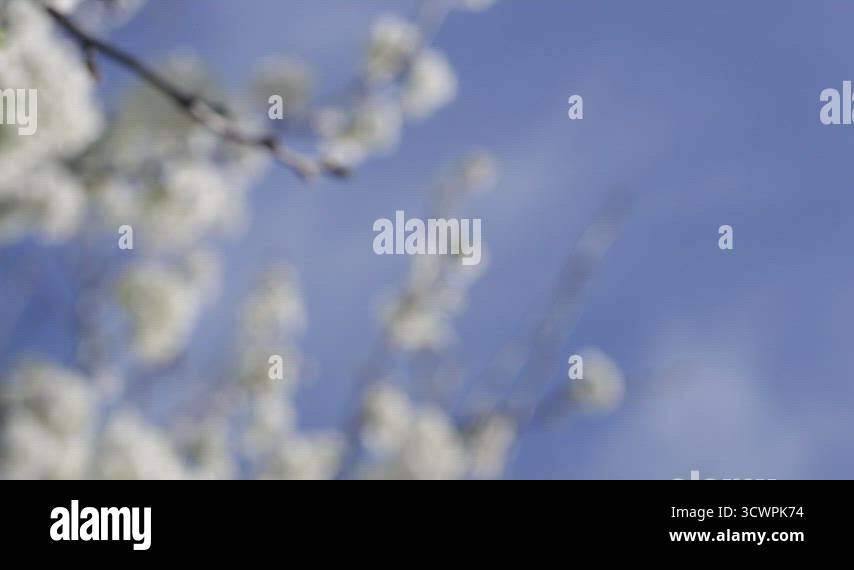 Early Spring White Cherry Tree Blossoms Blowing in the Breeze Stock ...