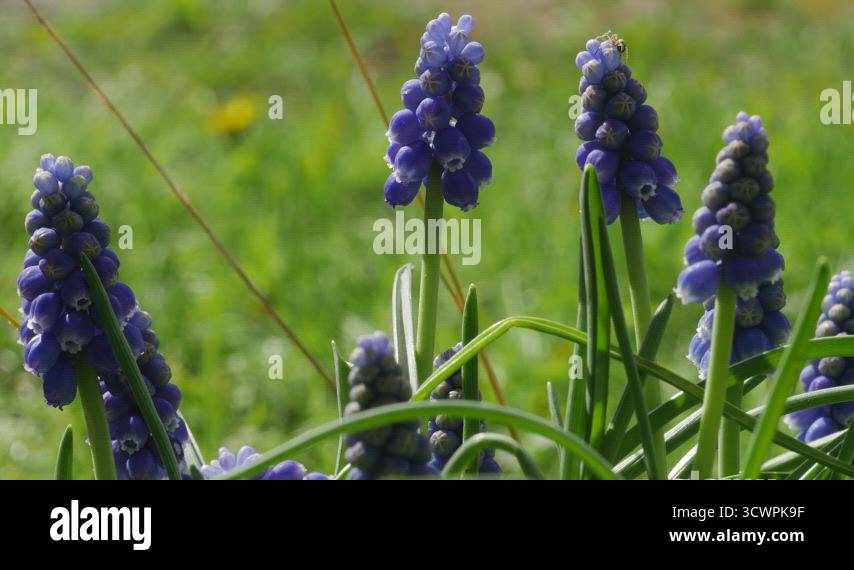 Blue muscari armeniacum blooming Stock Videos & Footage - HD and 4K ...