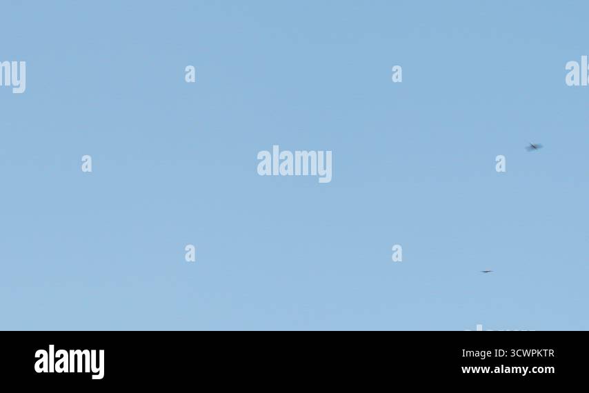 martin birds flying free in the sky Stock Video Footage - Alamy