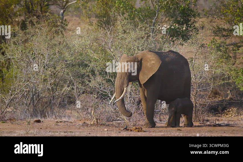African bush elephant in Kruger National park, South Africa Stock Video ...