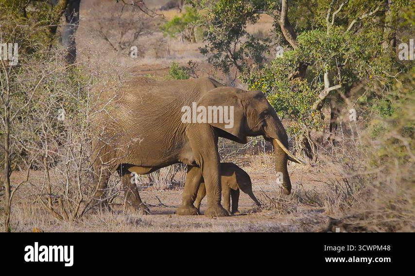 African bush elephant in Kruger National park, South Africa Stock Video ...