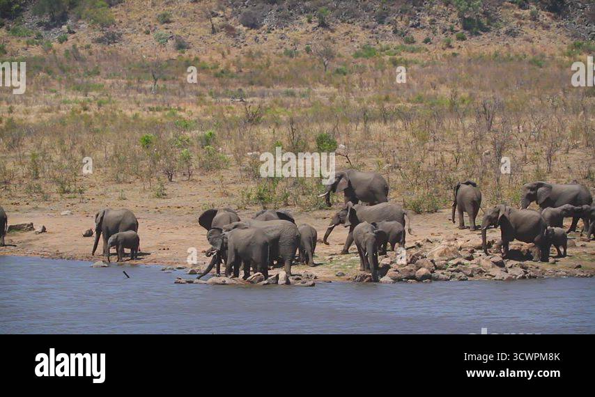 African bush elephant in Kruger National park, South Africa Stock Video ...