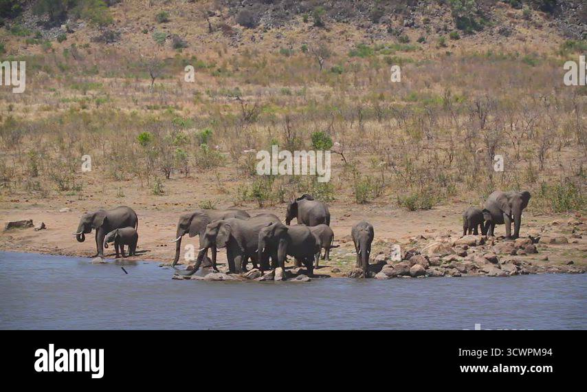 African bush elephant in Kruger National park, South Africa Stock Video ...