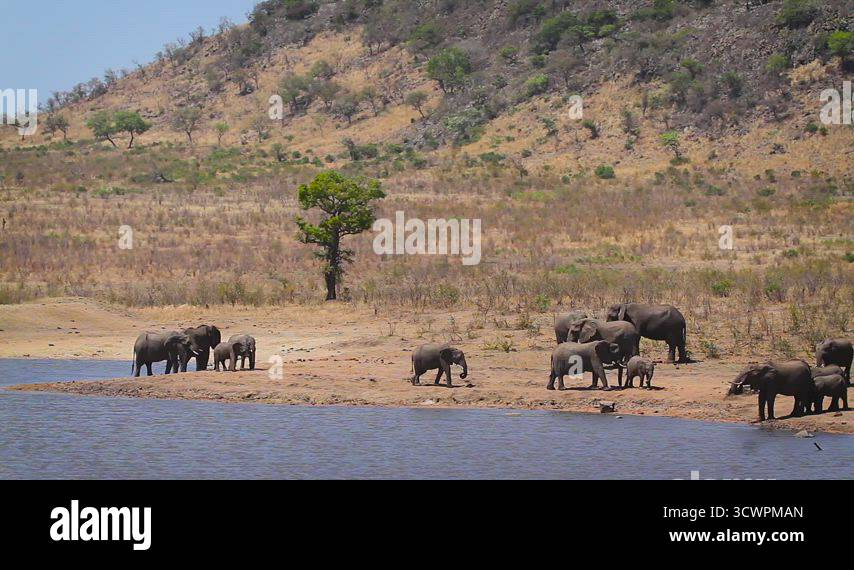 African bush elephant in Kruger National park, South Africa Stock Video ...