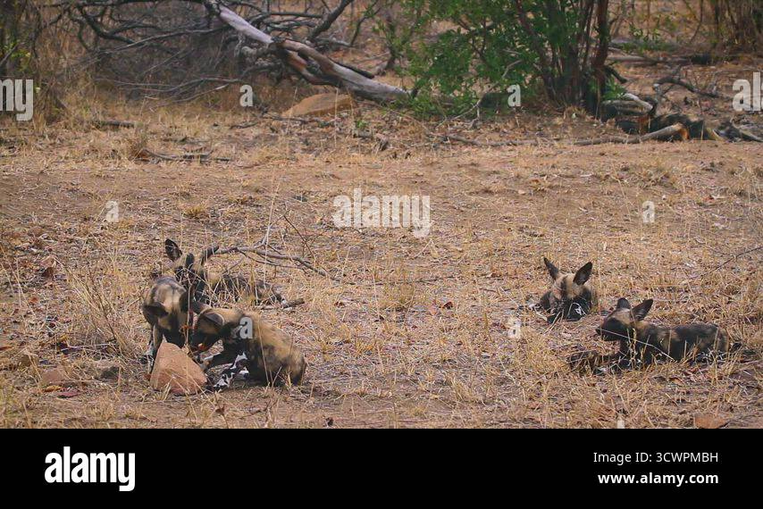 African wild dog in Kruger National park, South Africa Stock Video ...