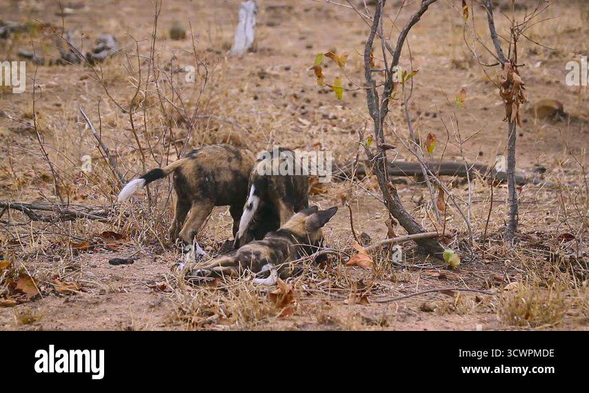 African wild dog in Kruger National park, South Africa Stock Video ...