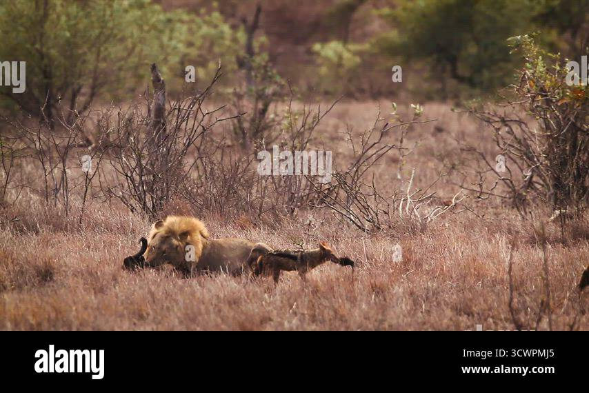 African lion in Kruger National park, South Africa Stock Video Footage ...