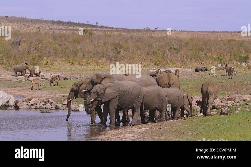 African bush elephant in Kruger National park, South Africa Stock Video ...