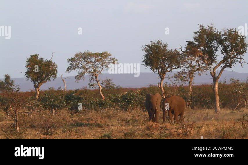 African bush elephant in Kruger National park, South Africa Stock Video ...