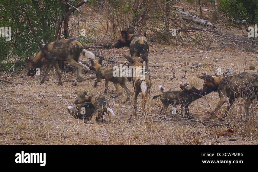 African wild dog in Kruger National park, South Africa Stock Video ...