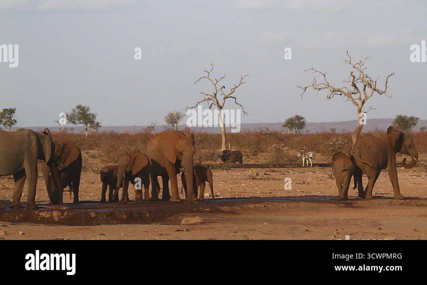 African bush elephant in Kruger National park, South Africa Stock Video ...