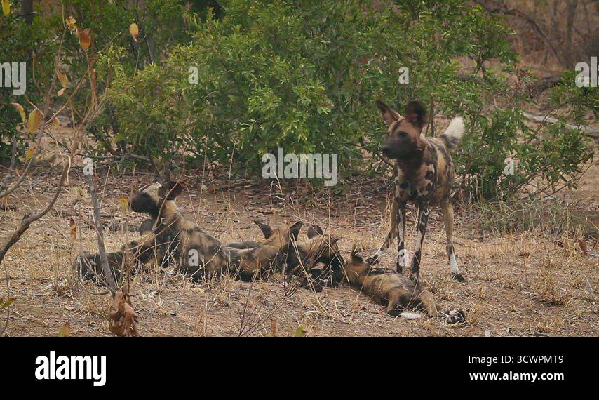 African wild dog in Kruger National park, South Africa Stock Video ...