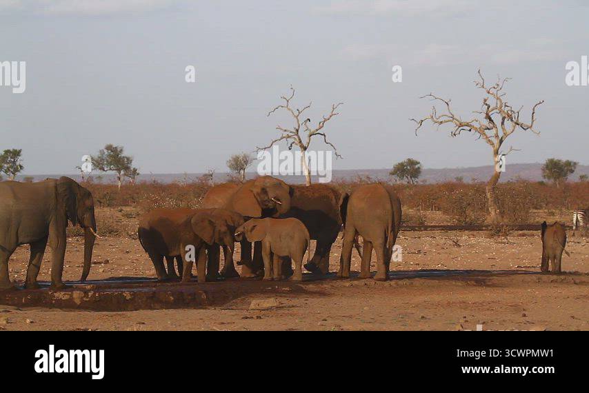 African bush elephant in Kruger National park, South Africa Stock Video ...