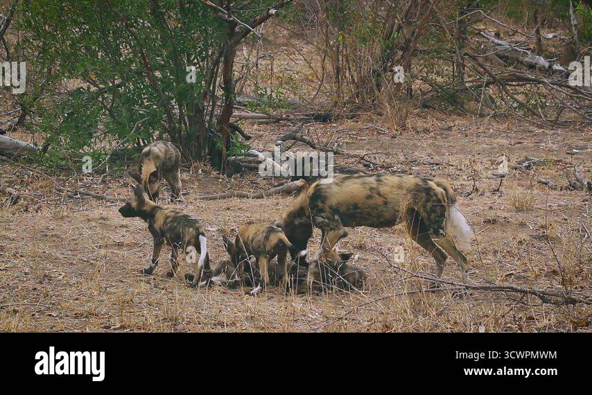 African wild dog in Kruger National park, South Africa Stock Video ...