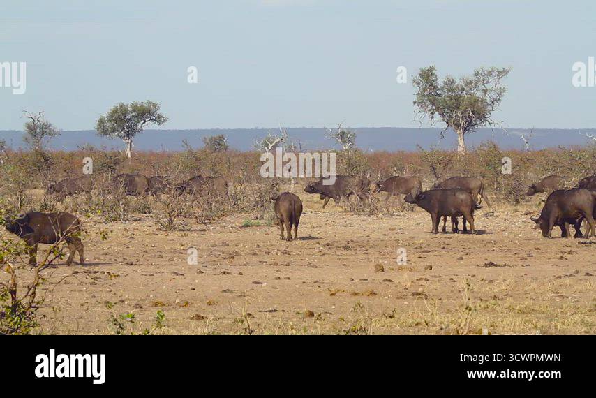 African buffalo in Kruger National park, South Africa Stock Video ...