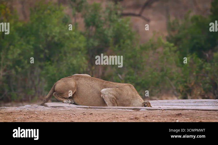 African lion in Kruger National park, South Africa Stock Video Footage ...