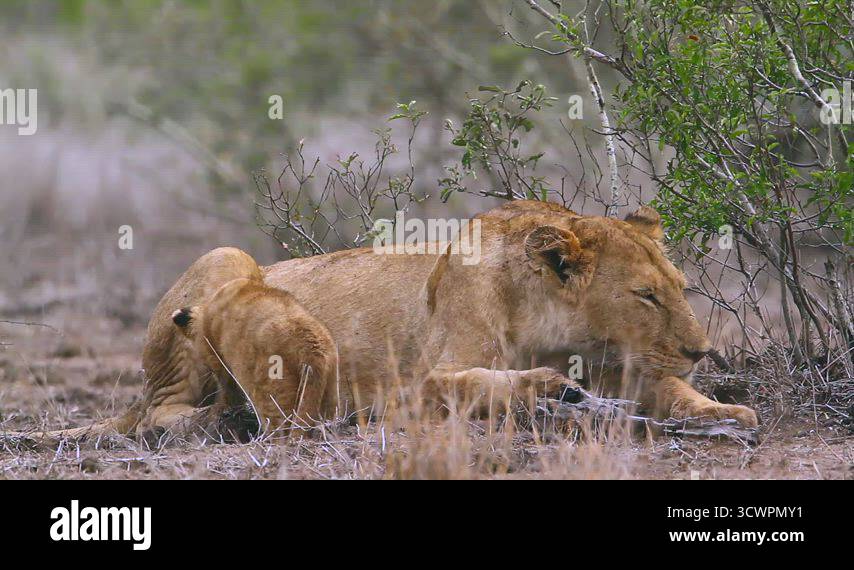African lion in Kruger National park, South Africa Stock Video Footage ...