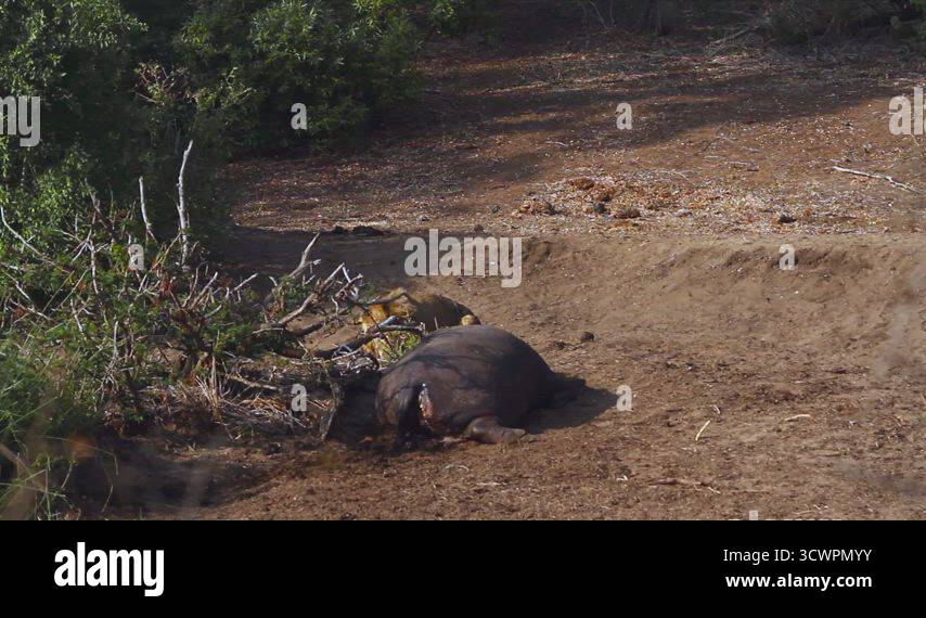 African lion in Kruger National park, South Africa Stock Video Footage ...