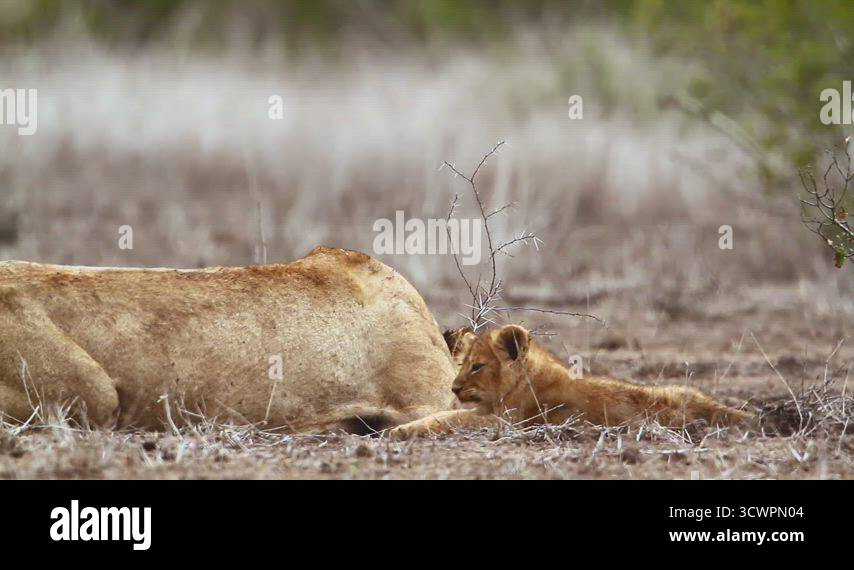 African lion in Kruger National park, South Africa Stock Video Footage ...