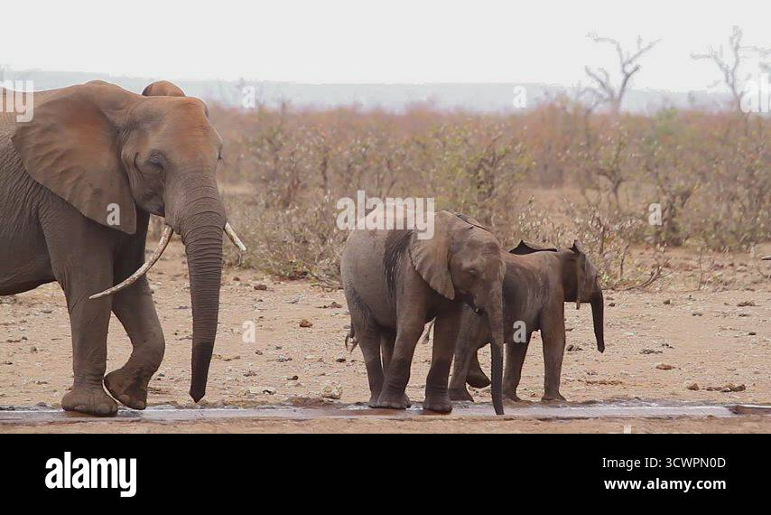 African bush elephant in Kruger National park, South Africa Stock Video ...