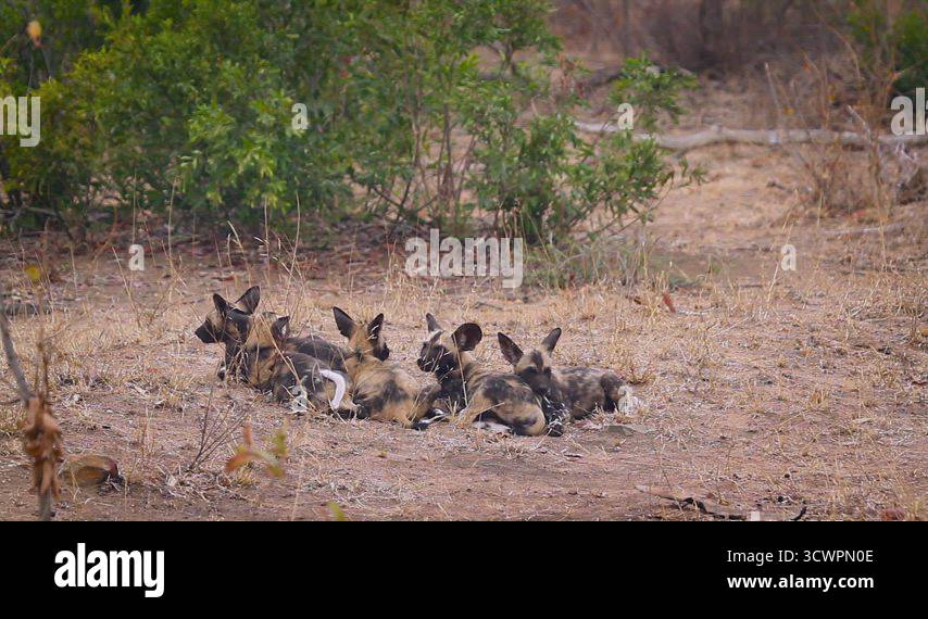 African wild dog in Kruger National park, South Africa Stock Video ...