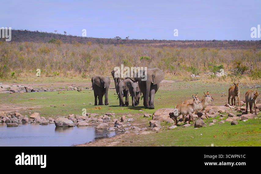 African bush elephant in Kruger National park, South Africa Stock Video ...