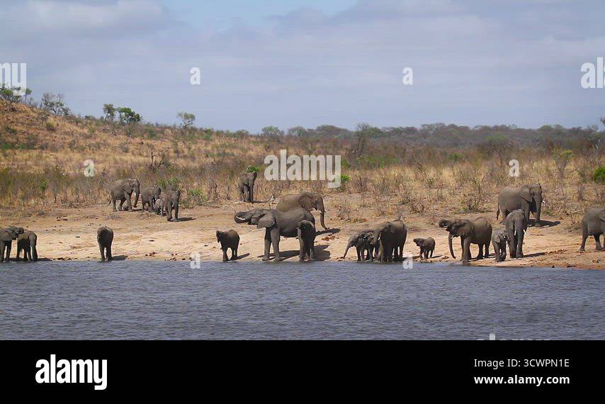 African bush elephant in Kruger National park, South Africa Stock Video ...