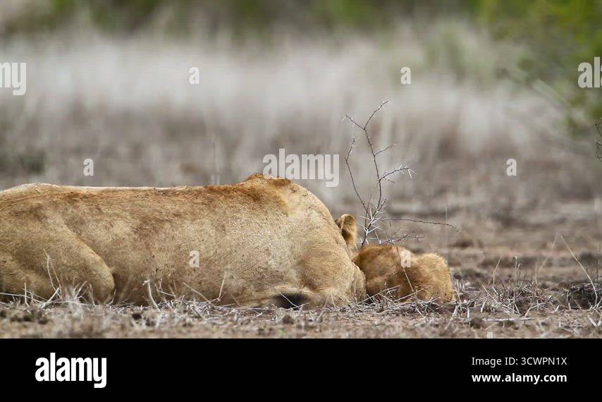 African lion in Kruger National park, South Africa Stock Video Footage ...
