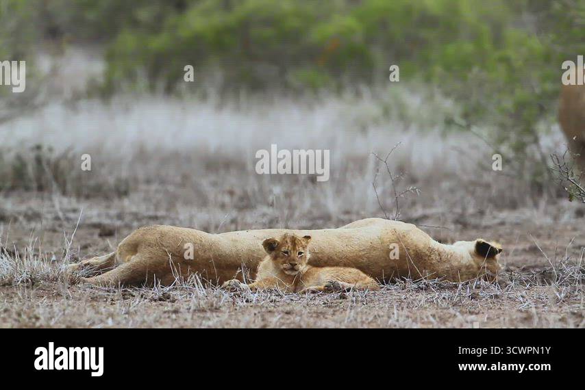 African lion in Kruger National park, South Africa Stock Video Footage ...